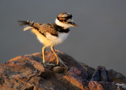 Do birds have belly buttons? | Celebrate Urban Birds