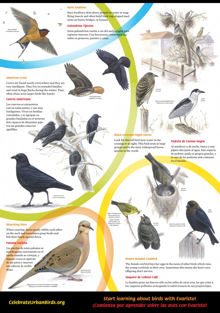 New Brochure connects people with nature | Celebrate Urban Birds