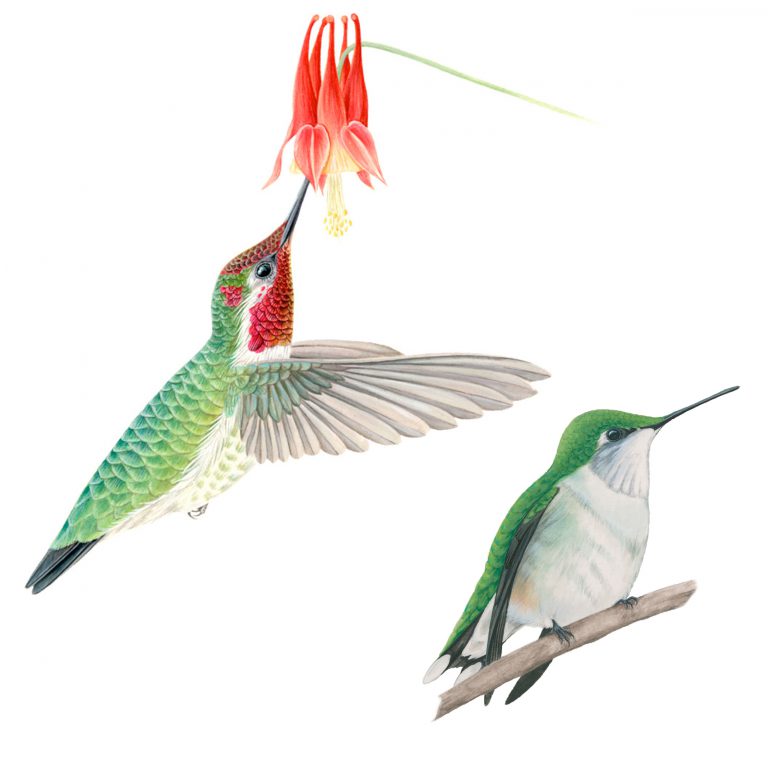 Colibrí Garganta Rubí | Celebrate Urban Birds