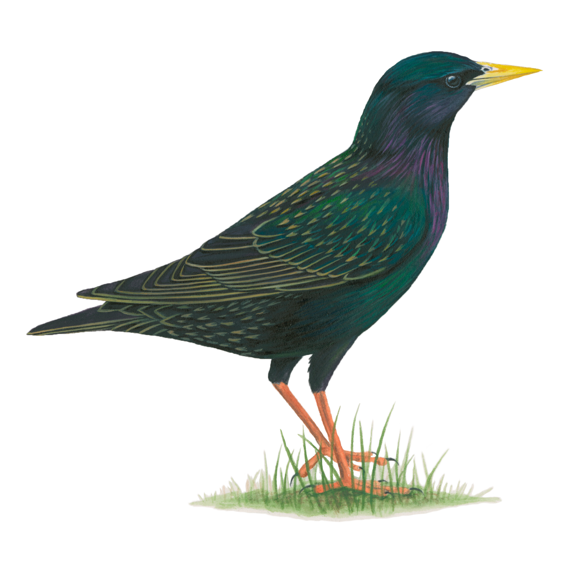 Broad-billed Hummingbird | Celebrate Urban Birds