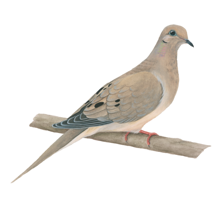 Northern Mockingbird | Celebrate Urban Birds