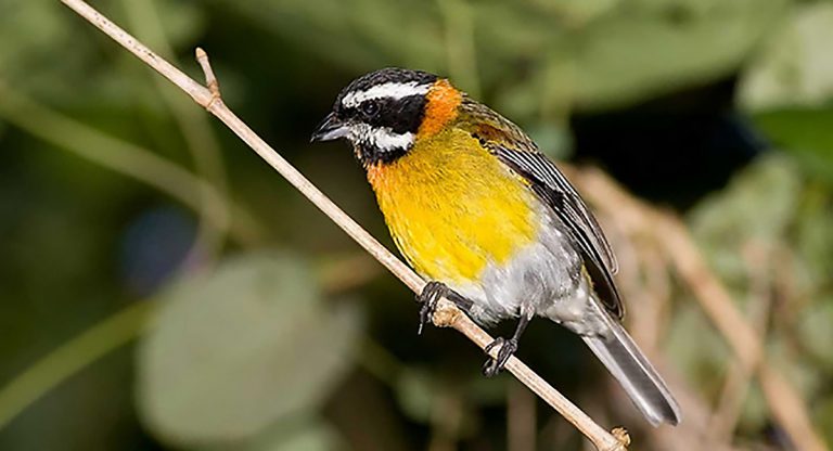 Puerto Rican Spindalis | Celebrate Urban Birds